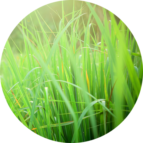 Vetiver | Pure Notes AU
